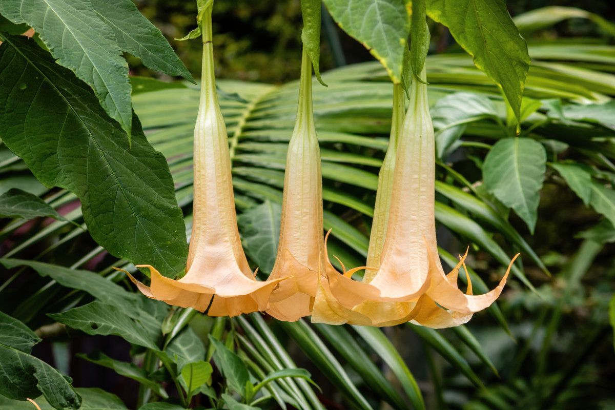 10 Flowers that Bloom at Night