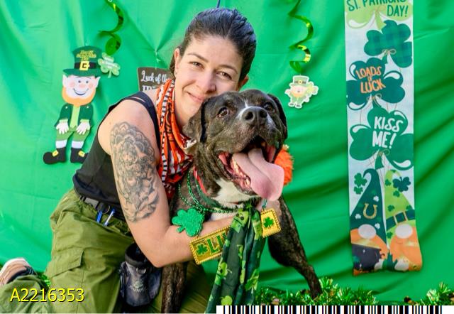 Palm Beach Post's Pet of the Week: Meet Bailey, a play-group star