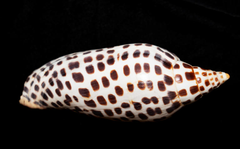 Sanibel shell museum: This iconic shell is one of the most desirable in ...