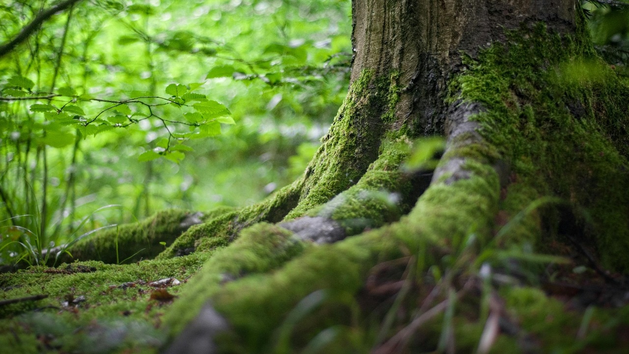 Cutting trees worse than murder, says Supreme Court. Know India's tree ...
