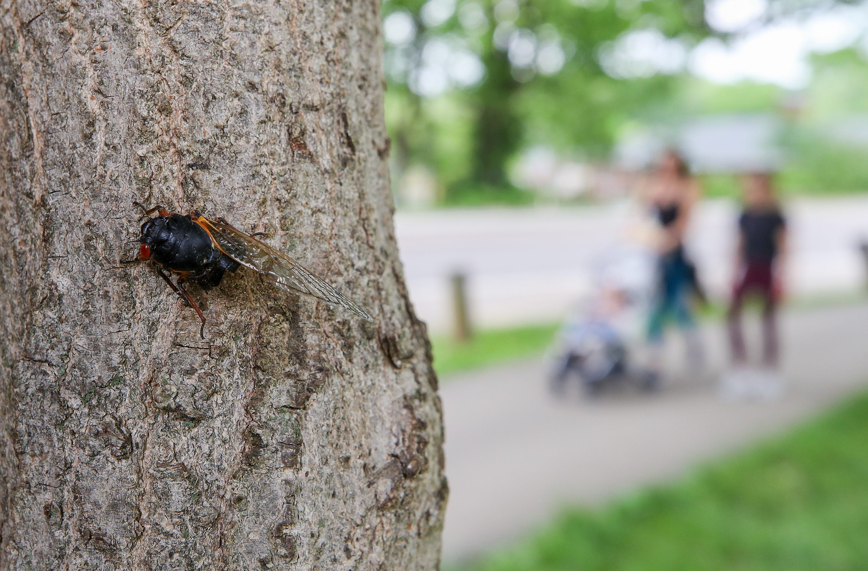 Cicadas will return to Kentucky this year. Here's where and when Brood ...