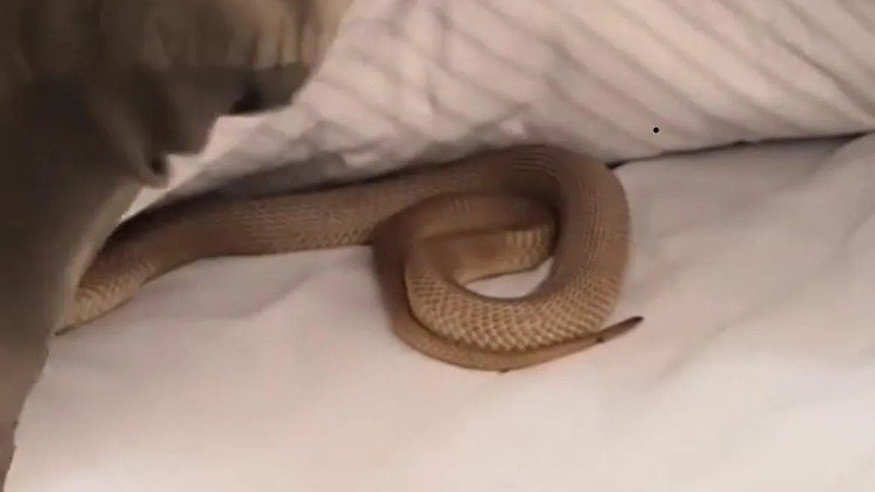 WATCH: Tannie's afternoon nap takes terrifying turn when she finds ...