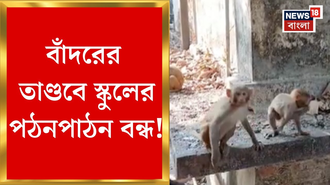 Jalpaiguri News : বাঁদরের তাণ্ডবে স্কুলের পঠনপাঠন লাটে! জলপাইগুড়িতে আজব কাণ্ড। Bangla News