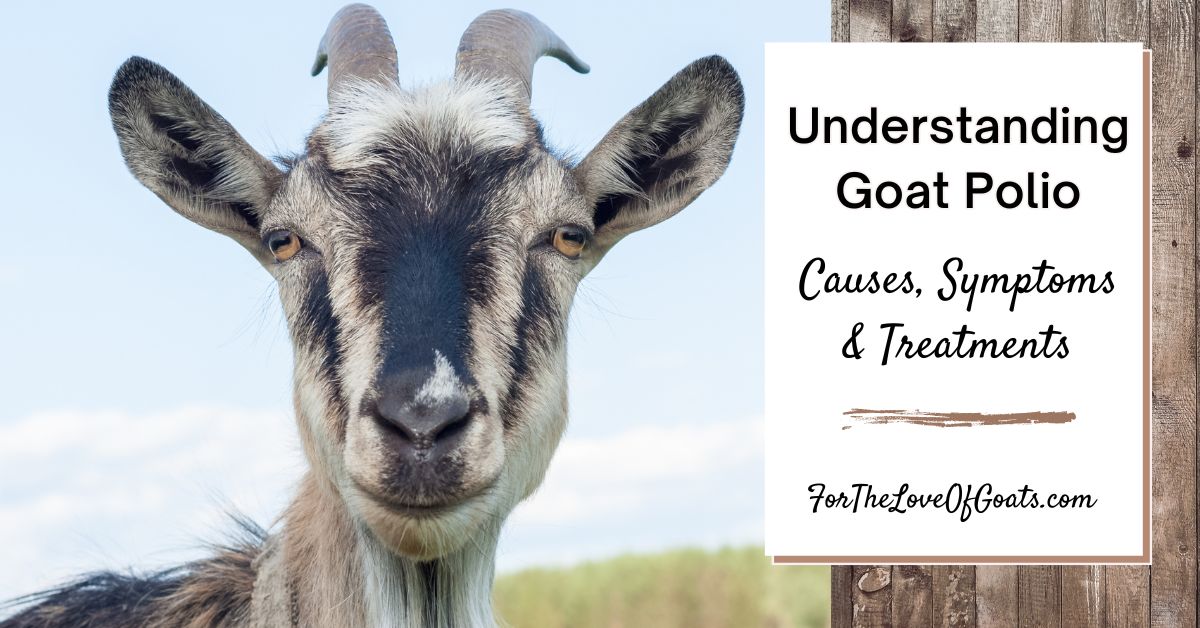 Understanding Goat Polio: Causes, Symptoms & Treatments