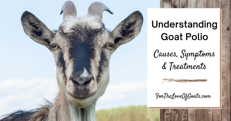 Understanding Goat Polio: Causes, Symptoms & Treatments