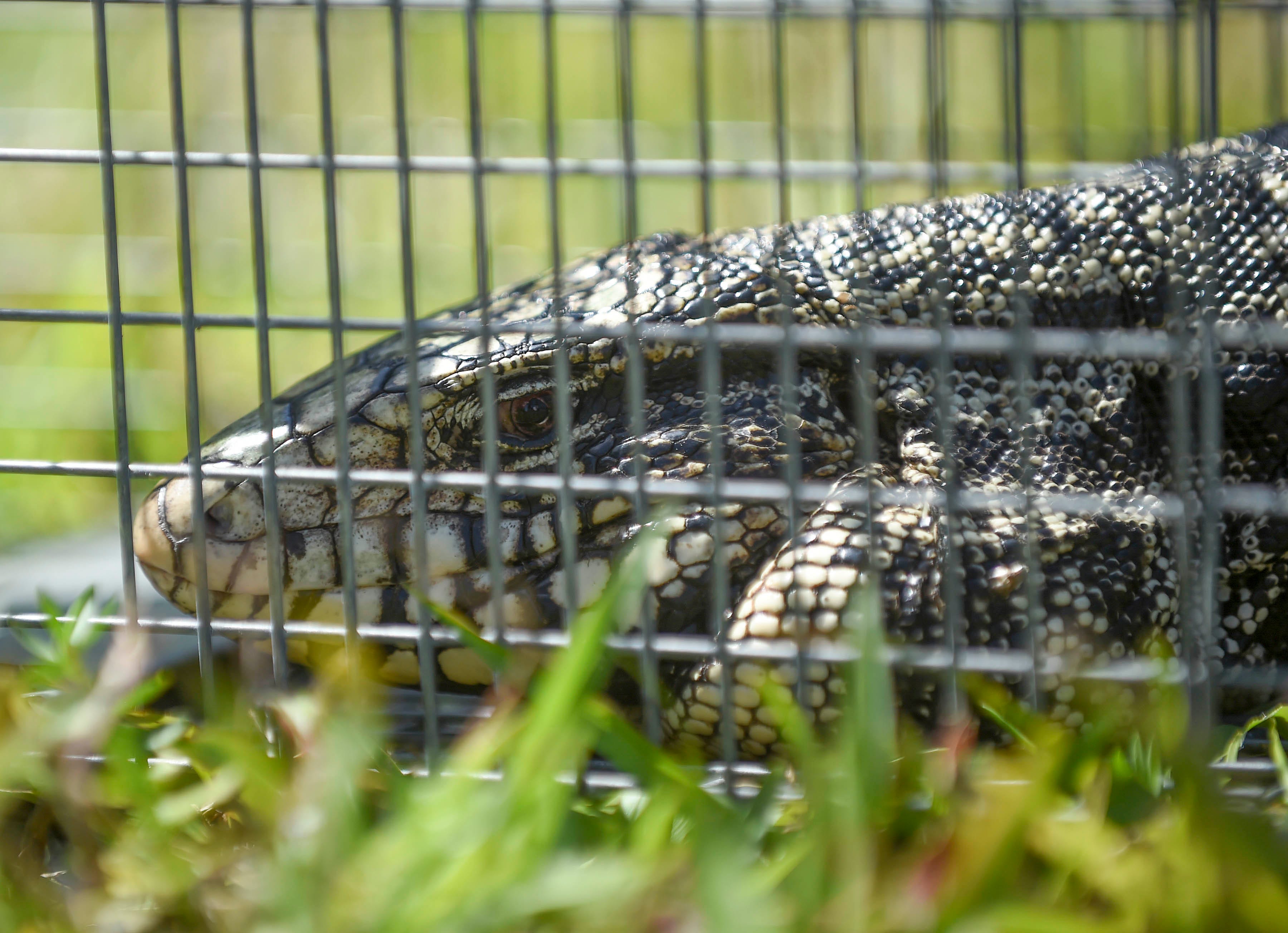 Tegu lizards are emerging threat along the Treasure Coast and eat ...