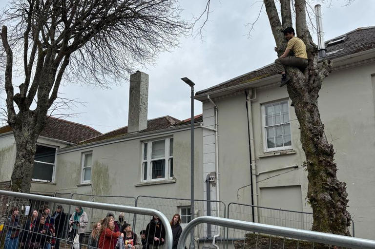Falmouth trees battle sees people power win AGAIN