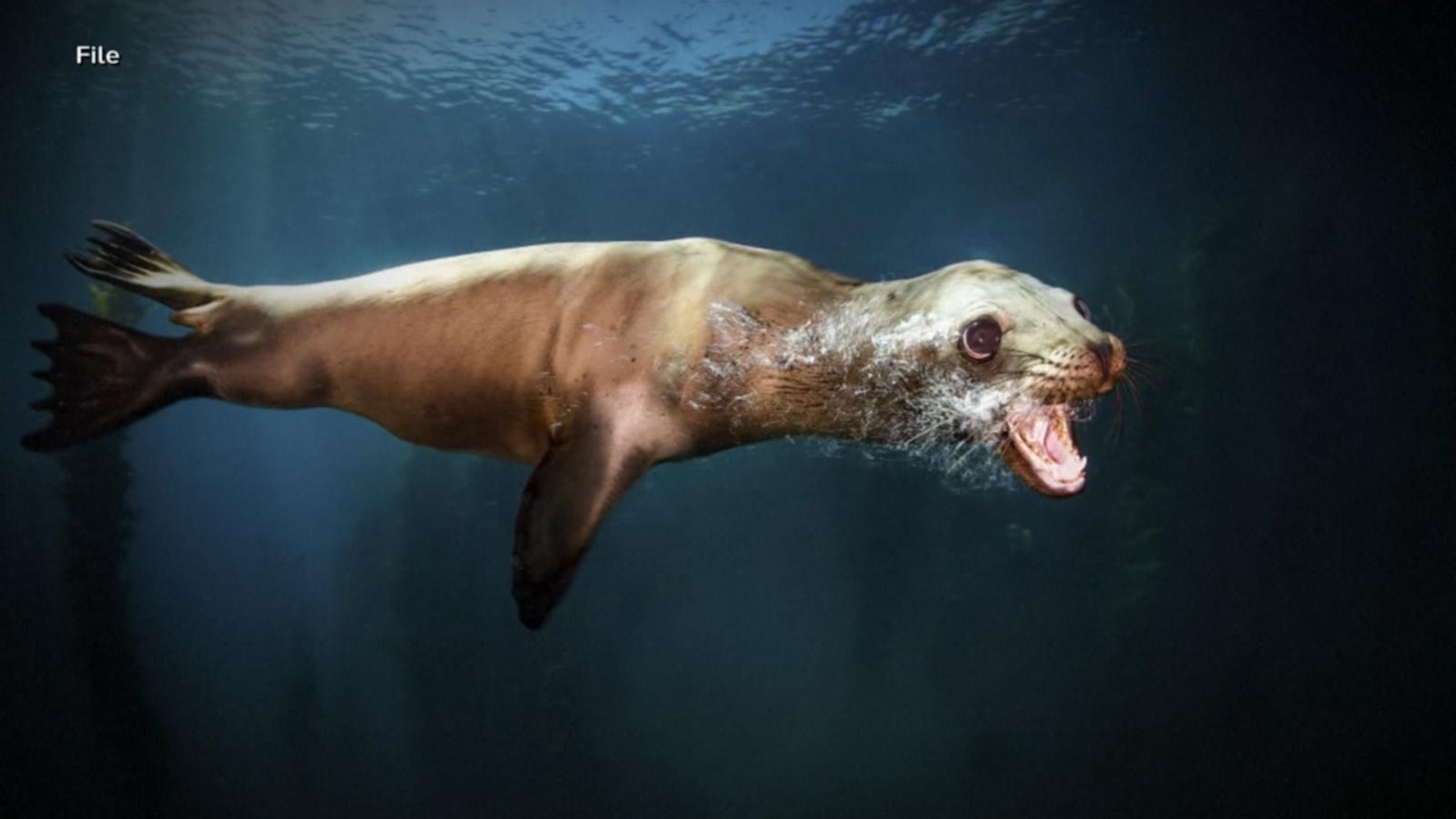 ‘Demonic’ sea lions have Californians concerned