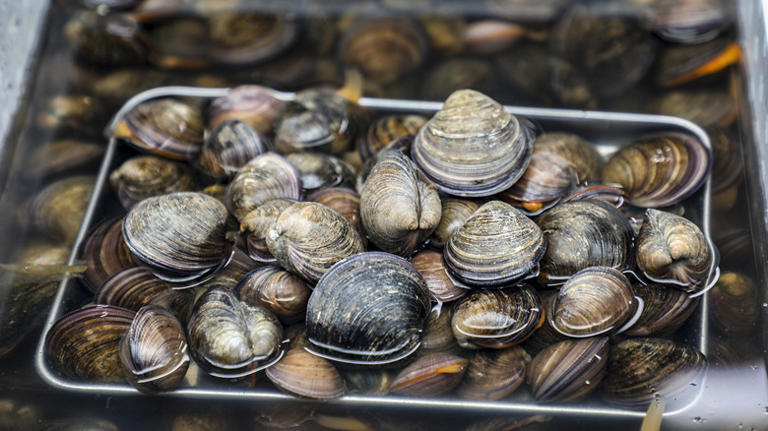 Are Your Raw Clams Safe To Eat? 5 Signs You Need To Watch Out For