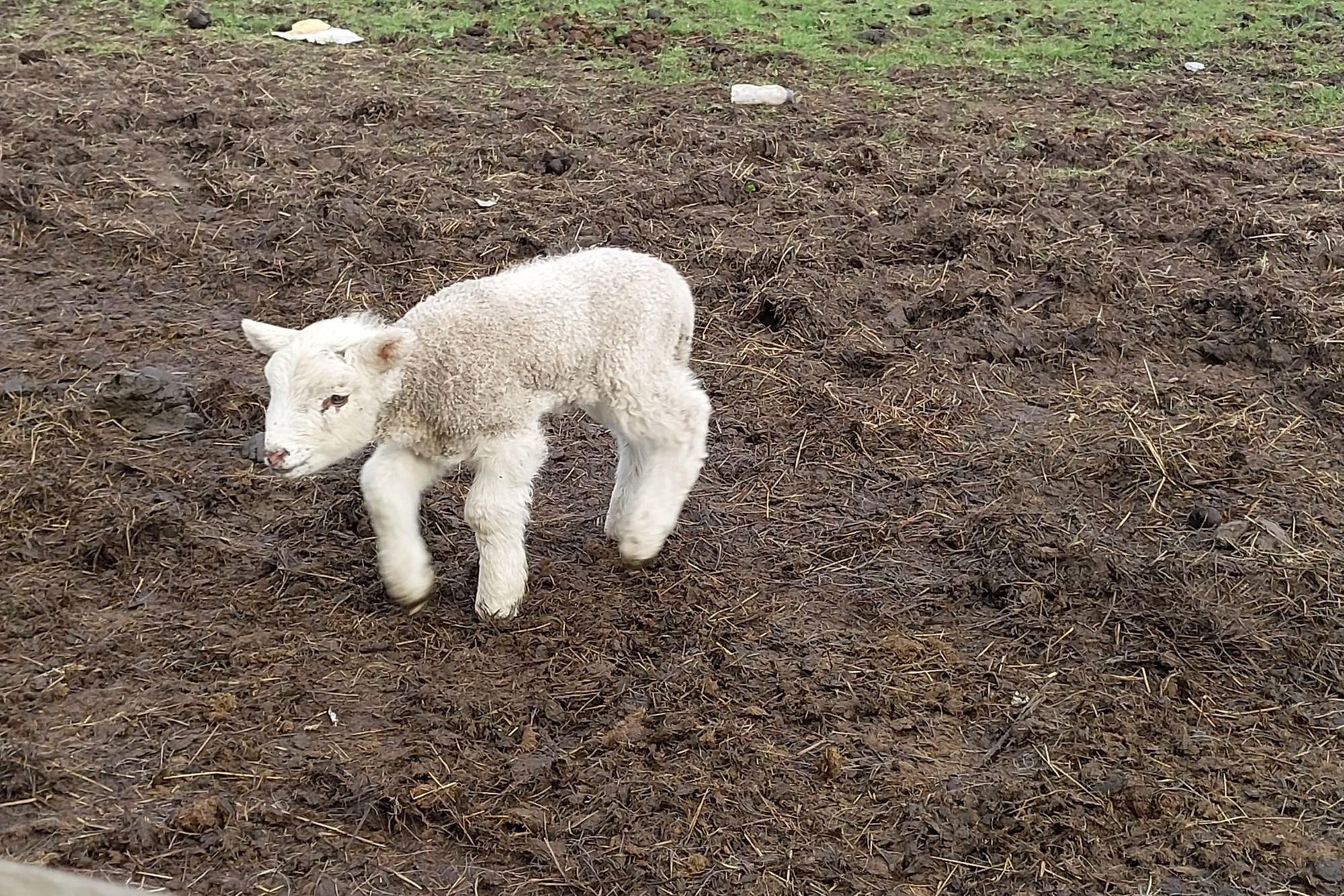 One-week-old lamb killed by dog off lead as police make urgent appeal