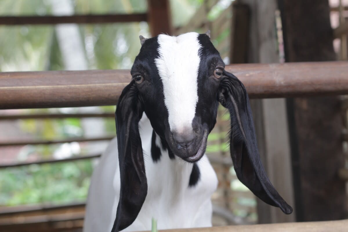 Goat Throws Toddler-Style Tantrum Because It's Raining and TBH, We ...