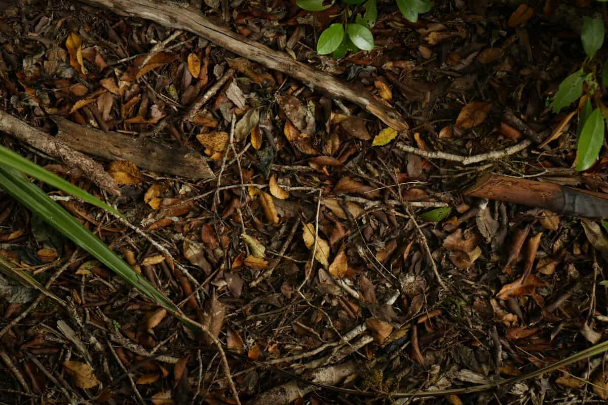 Understanding Your Element: Earth Signs of the Zodiac