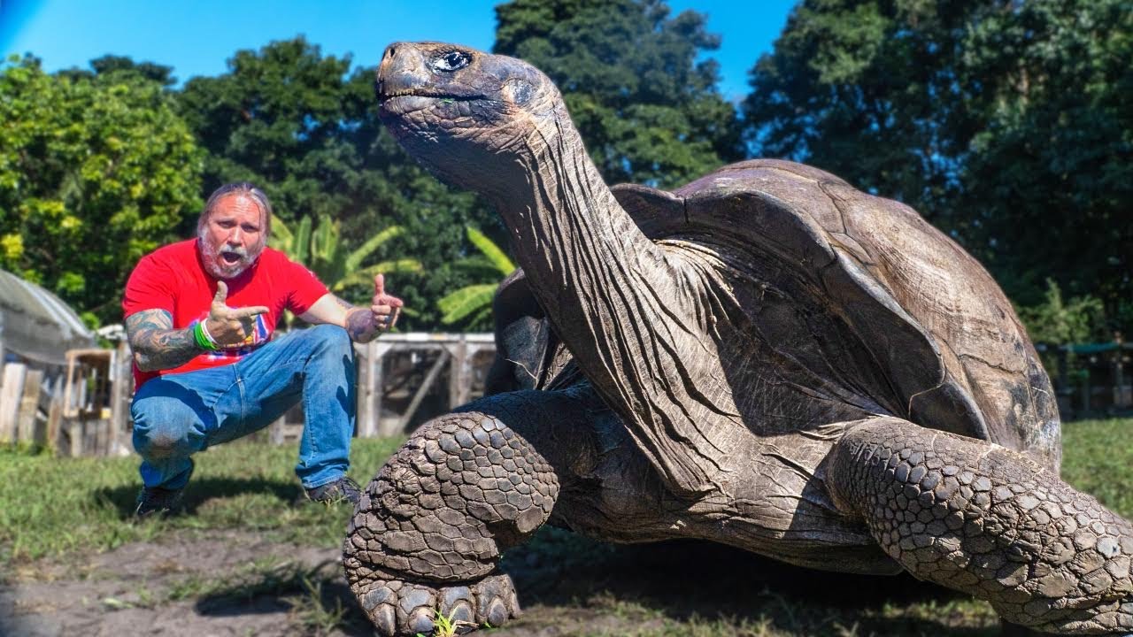 Meet the 105-Year-Old Tortoise That Weighs Over 500 Pounds