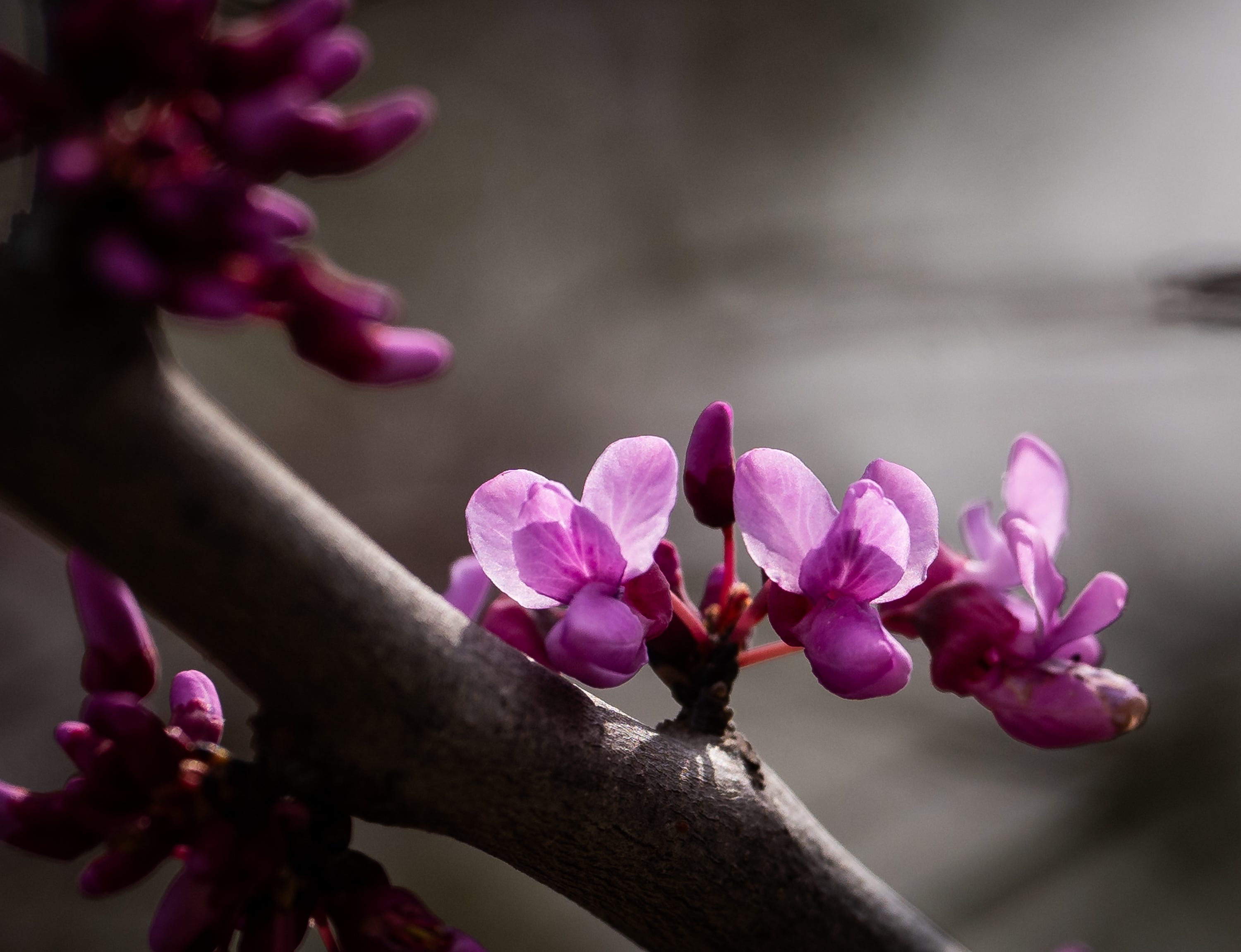 Faith: Rejoice in the joyousness of spring and the holiday of Naw-Ruz