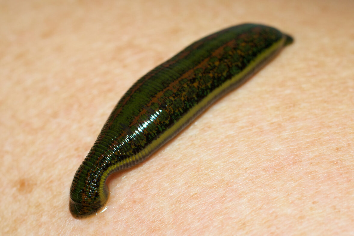 9 of the Strangest Animal Brains on Earth – From Leeches With 32 Brains ...