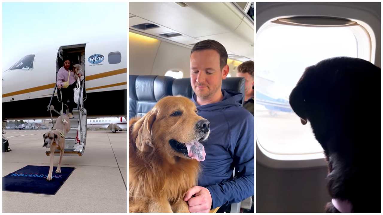 RetrievAir To Begin Dog-Friendly Flights At FRG Airport