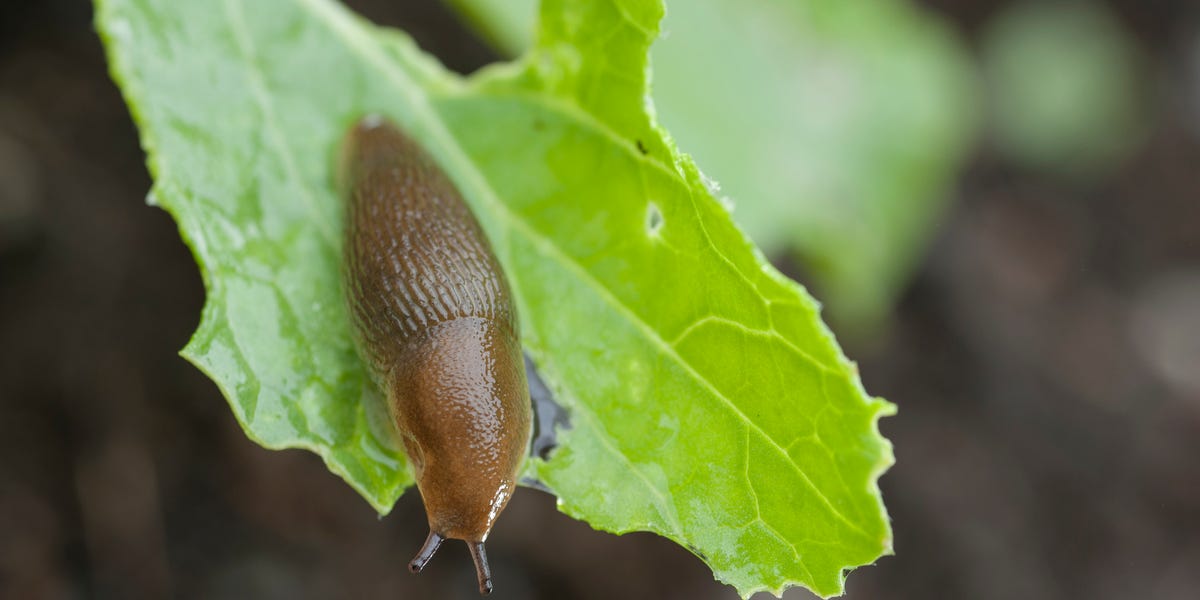 How to banish slugs from your garden and home