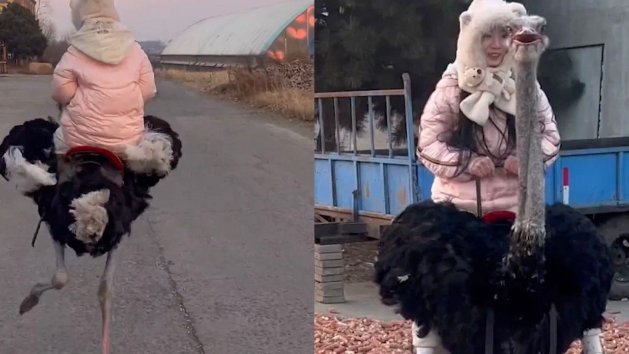 Woman flung off ostrich as it bolts across open field