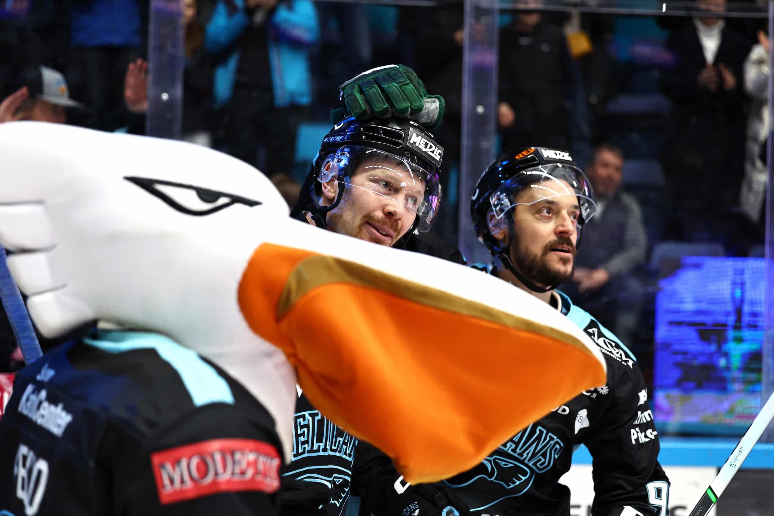 Pekko Pelikaani käänsi takkinsa täysin