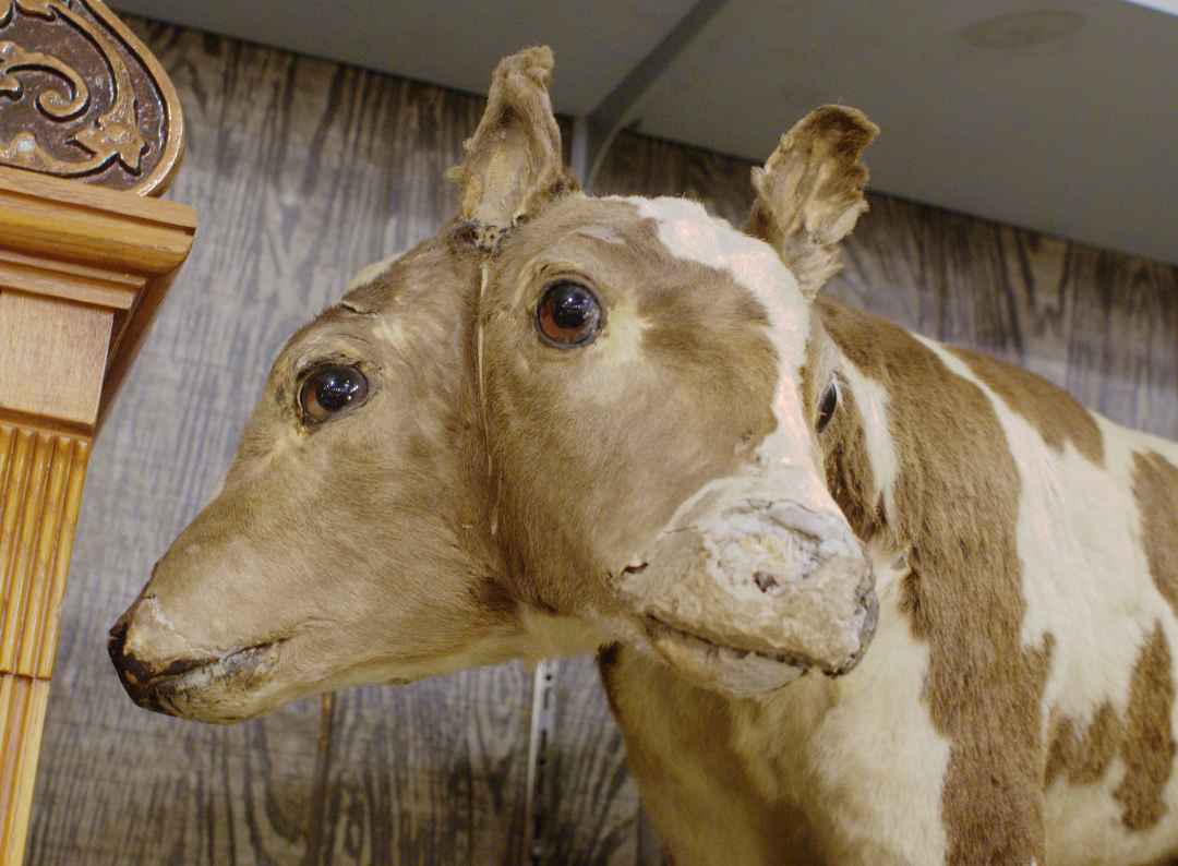 Wild oddities at Marsh's Free Museum in Long Beach, Washington