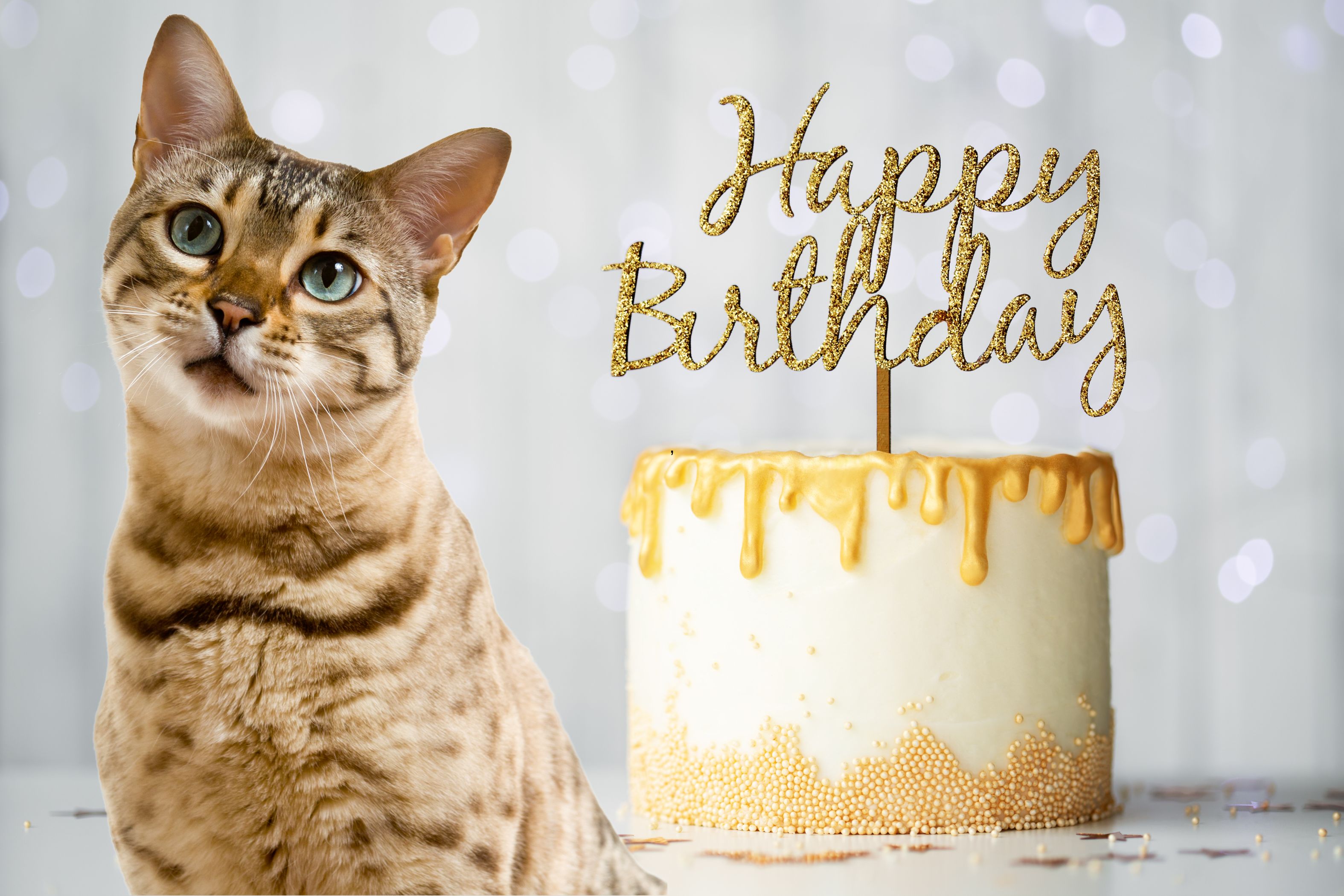 Cat Lifespans 2025: Here is how long 12 popular breeds of cat live for ...