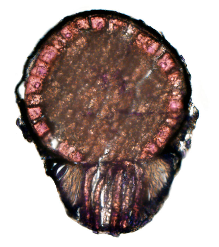 Mechanics of bioluminescence in rare Red Sea fish revealed