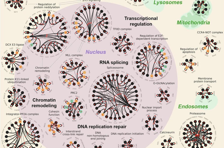 New framework leverages 3D protein structures for systems-level ...