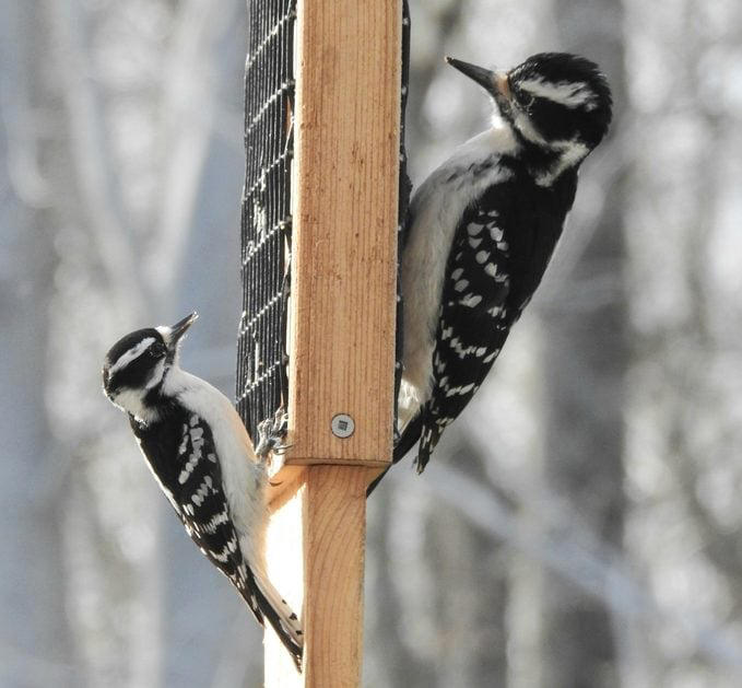 9 Proven Tips for Feeding Birds with Suet
