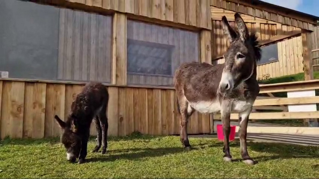 Rescued donkey who was neglected gives birth to healthy foal