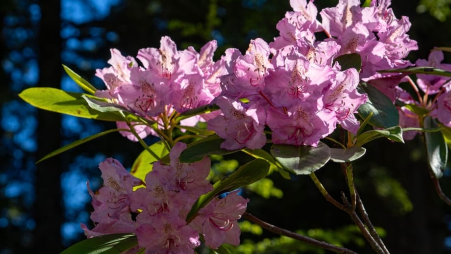 11 Native Plants That Bloom in Late Spring
