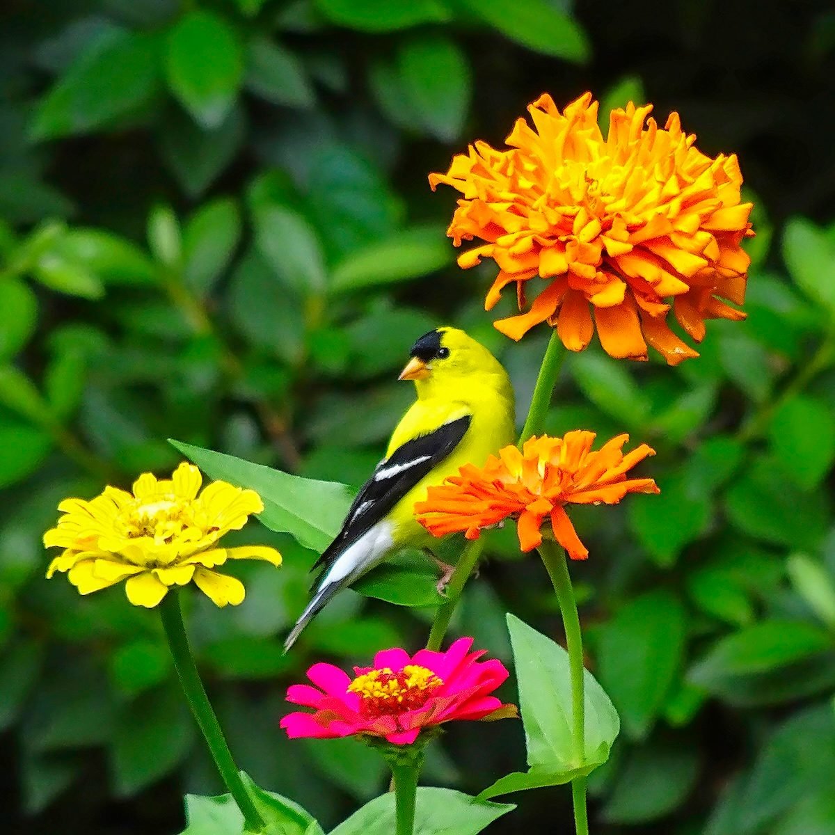 15 common backyard birds you should know