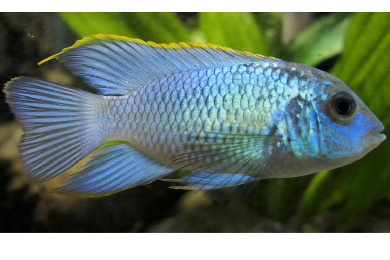 Colourful Tropical Fish 2025: Here are 10 of the most colourful fish ...