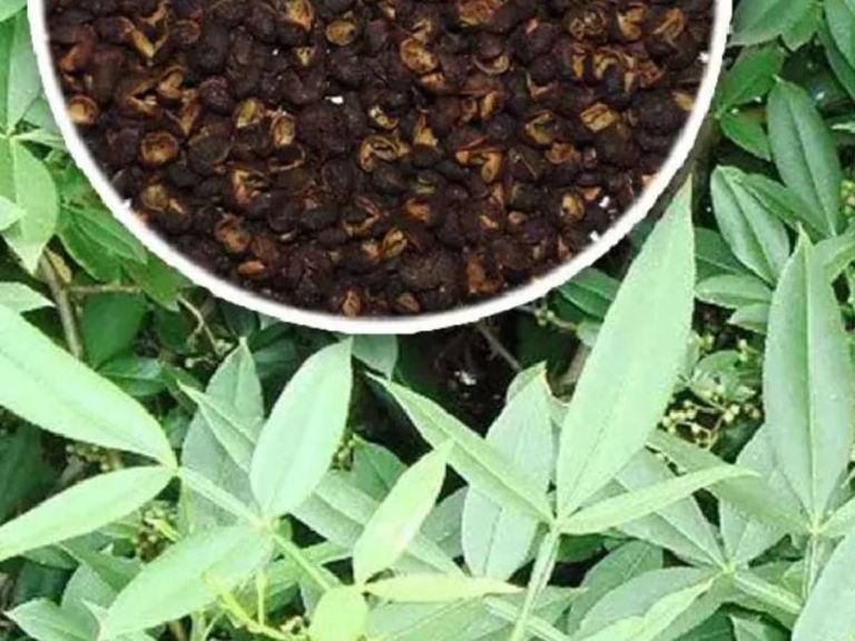 Tejbal' is a gift of nature; It gives relief from many diseases of the body