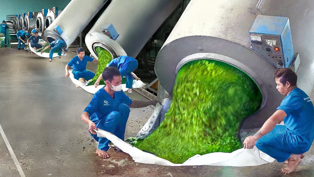 Inside Massive Thai Factory Producing Expensive Oolong Tea