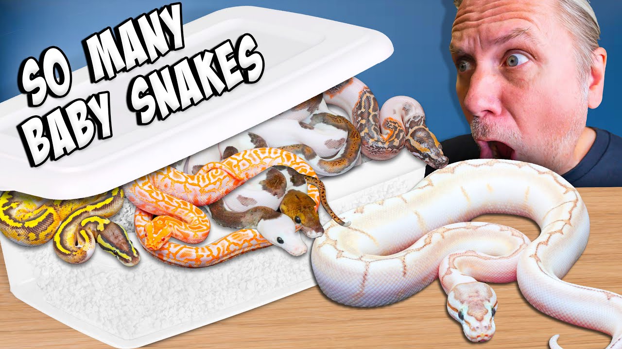 Hundreds of Baby Snakes Hatching!