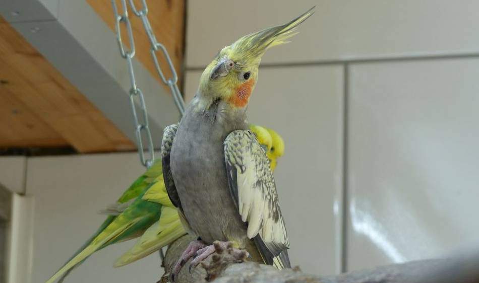 Diese Justus, Peter und Bob stellen keine Fragen