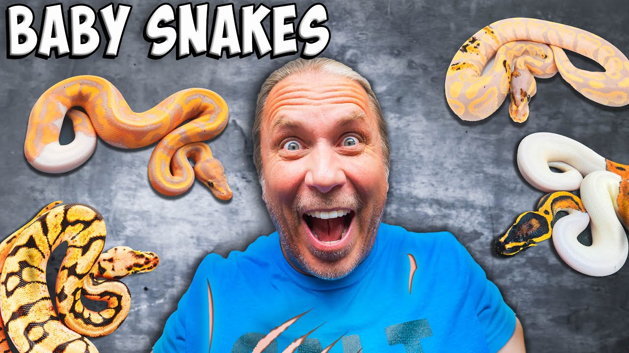 Dozens of Baby Snakes Hatching at Once!