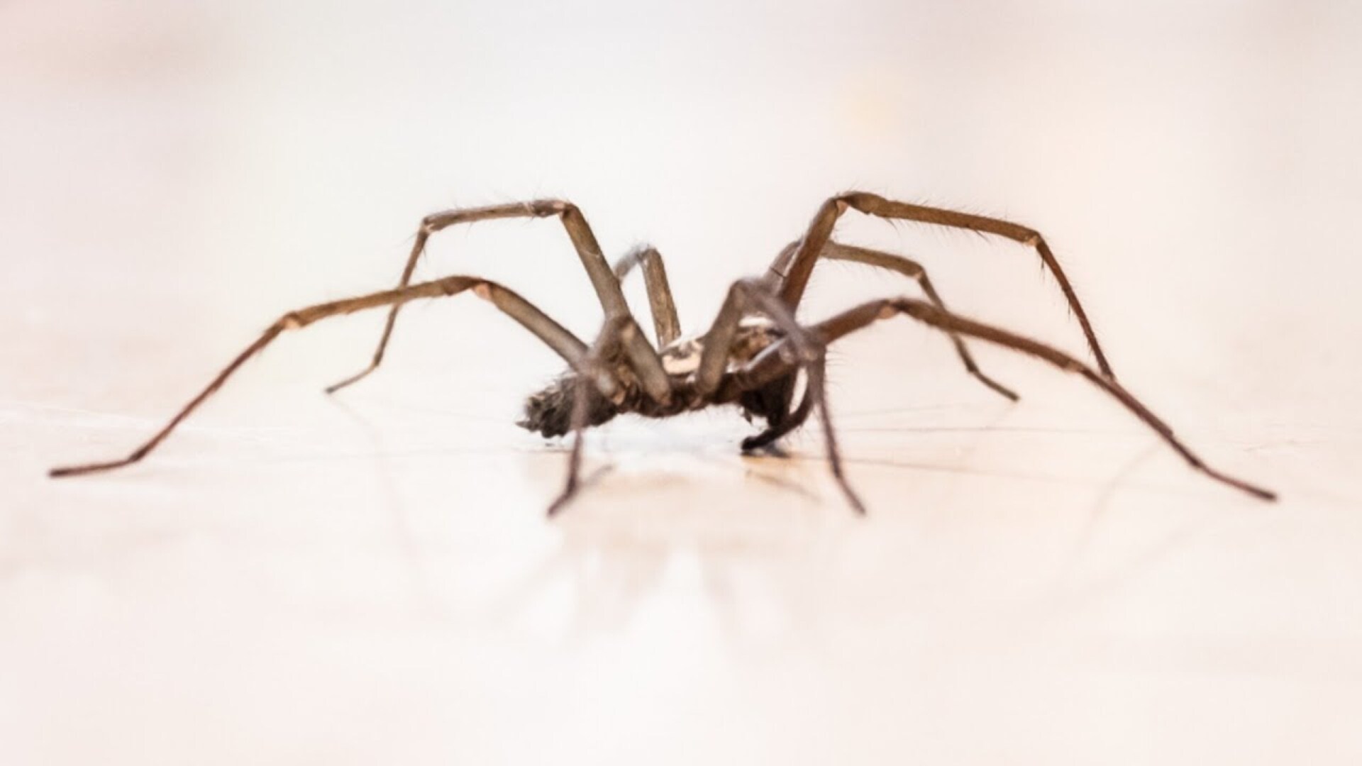 Common Table Ingredients That Will Get Rid Of Spiders In Your Home