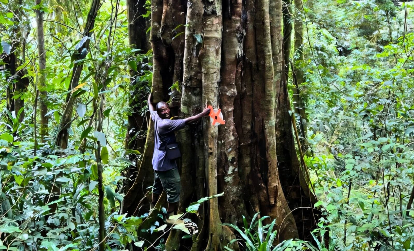 Scientists Unveil 3,000-Year-Old Unknown Tree Species in Tanzania’s ...