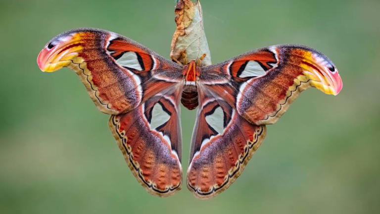 15 of the World’s Most Beautiful Moths