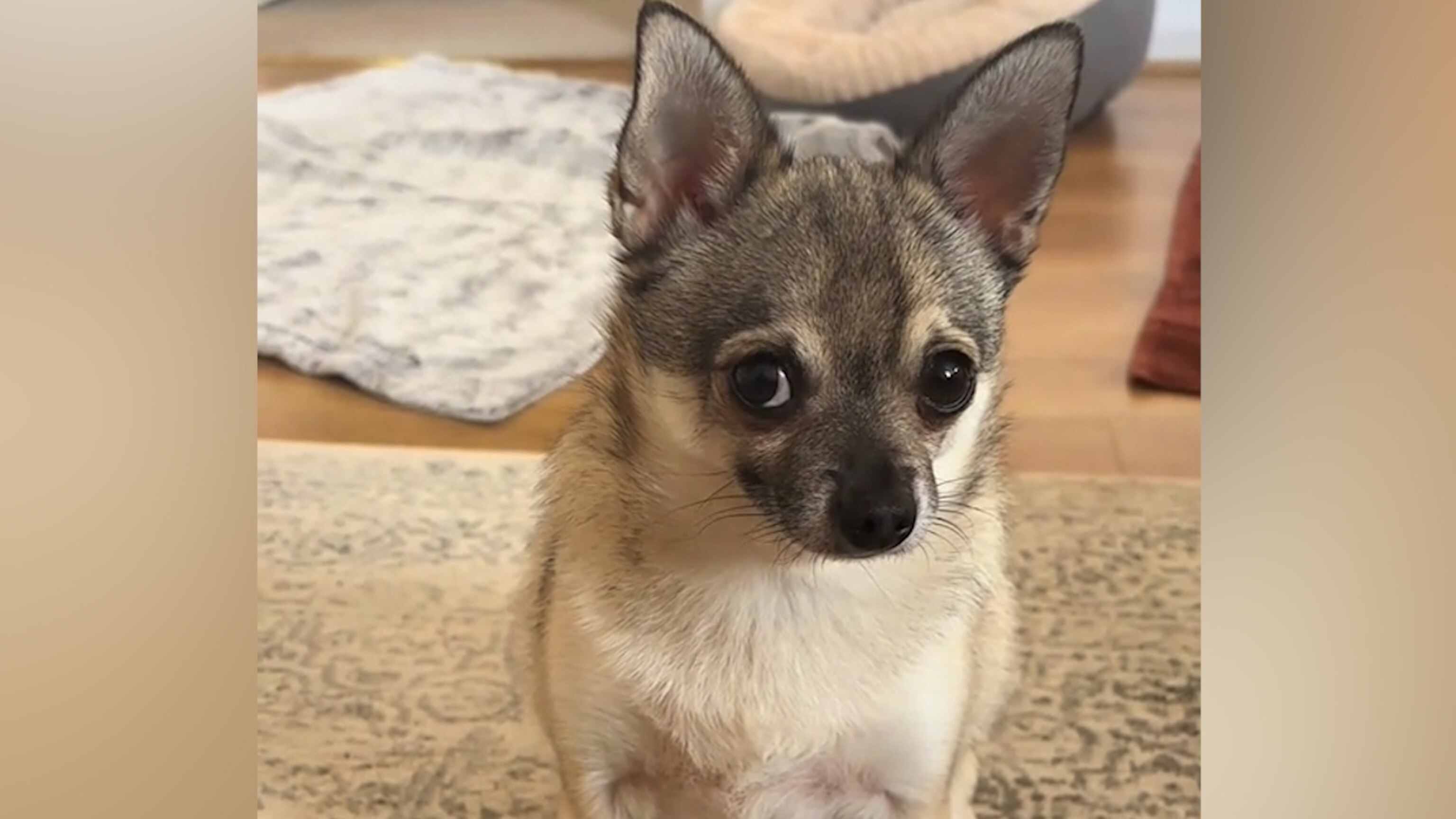 Dog gives dramatic side-eye when asked to do the same trick too many times