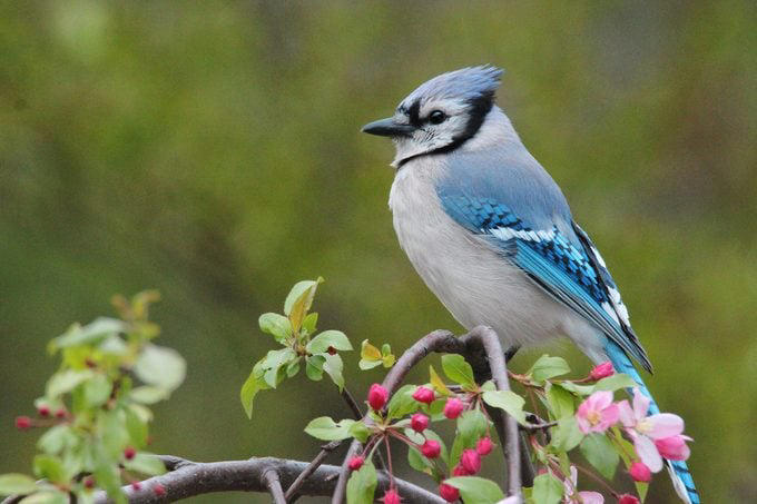 15 common backyard birds you should know