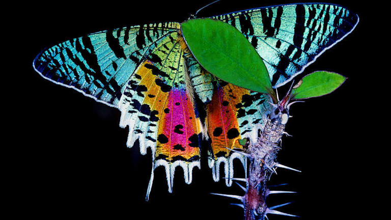15 of the World’s Most Beautiful Moths