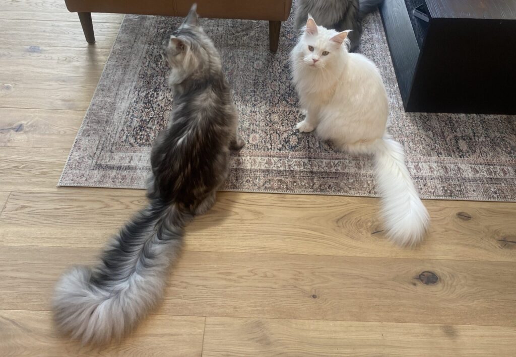 Cat scoops world record for longest tail