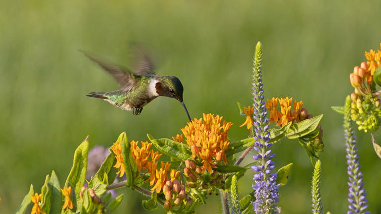 An Overripe Banana Is The Secret To Attracting More Hummingbirds To ...