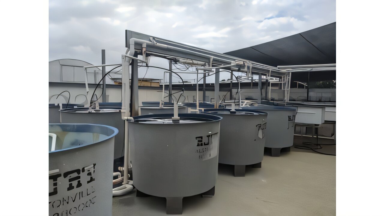 Sustainable seaweed farming could be the way of the future