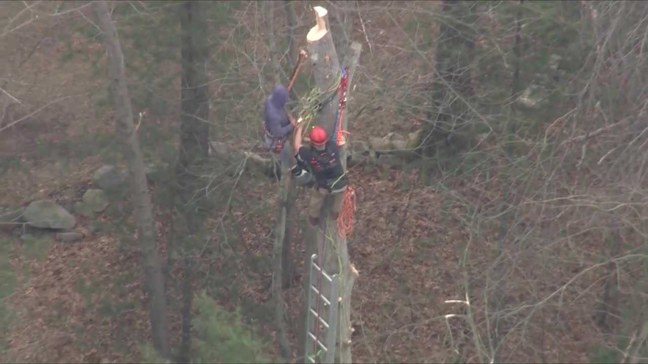 Injured worker rescued after being trapped nearly 50 feet up in tree