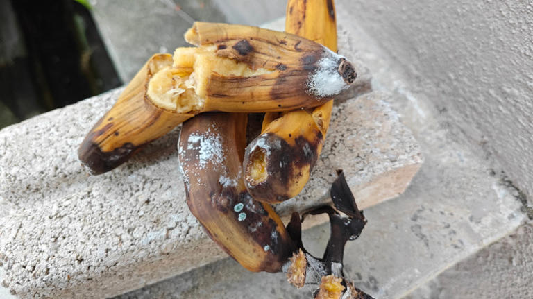 An Overripe Banana Is The Secret To Attracting More Hummingbirds To ...