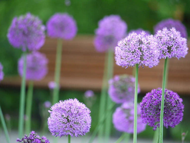 The Best Companion Plants For Roses