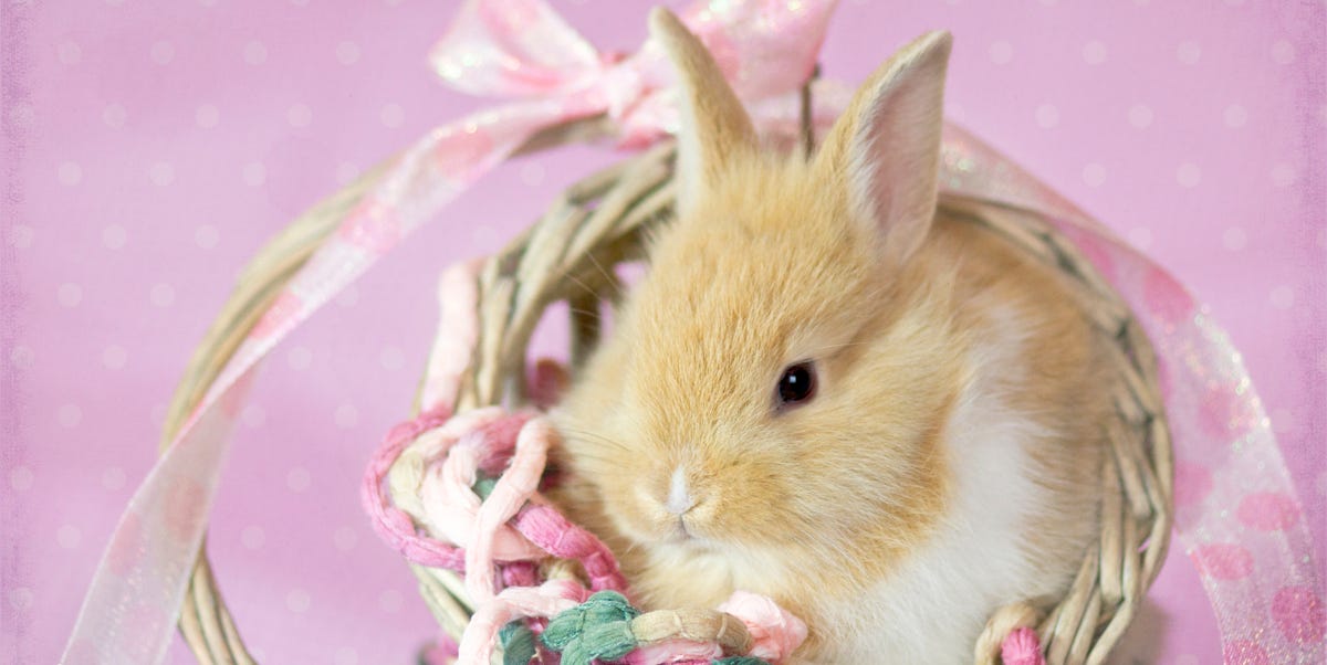 The Real History of the Easter Bunny Is Stuffed with Surprises